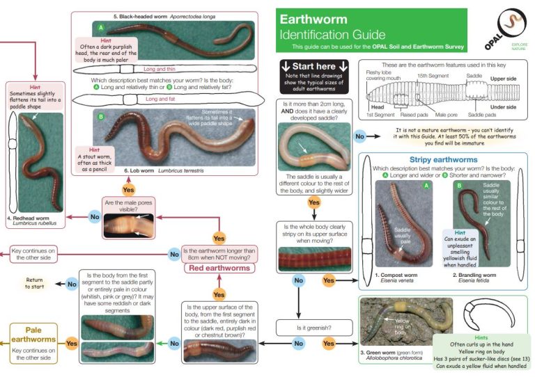 CASE STUDY: Worm Surveys with Woodhouse Grove School | Northern Network