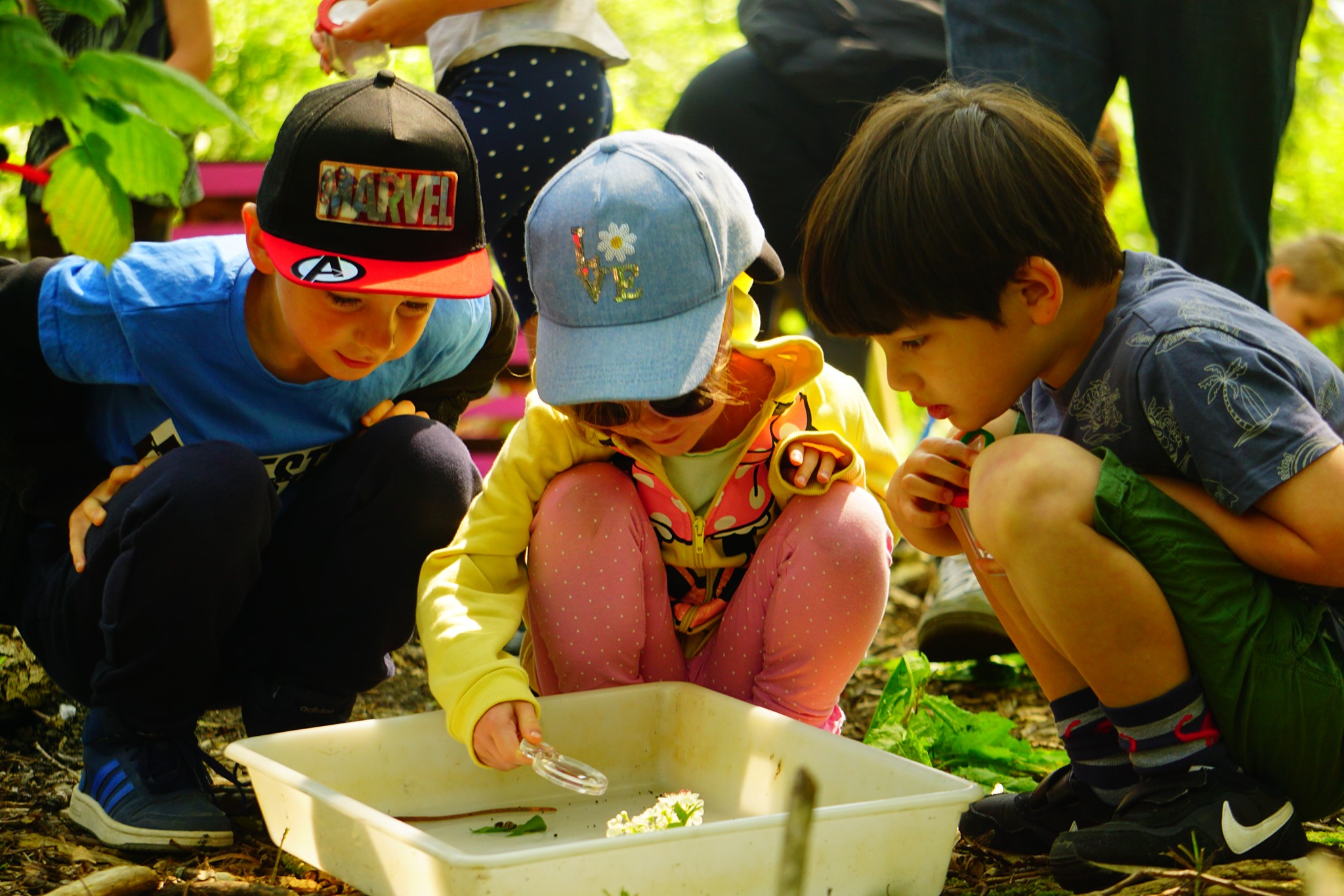 HOW TO... Monitor Biodiversity in Shared Green Spaces. | Northern Network